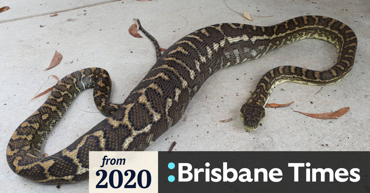 Python devours pet cat whole on Sunshine Coast